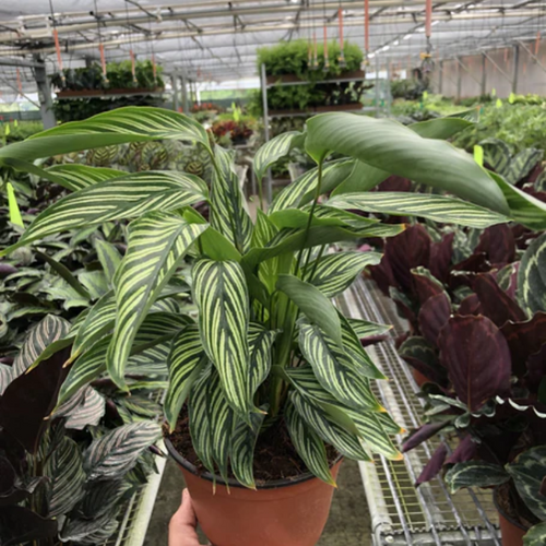 Vittata Calathea | Plant Addicts