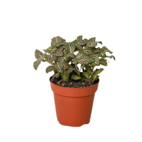 Pink Nerve Plant | Plant Addicts