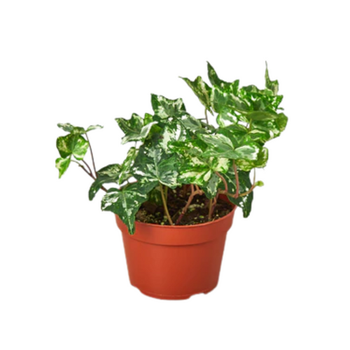 Kolibre English Ivy | Plant Addicts
