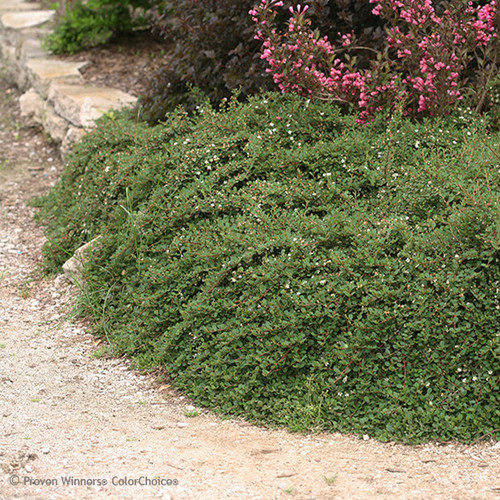 Little Dipper® Cotoneaster | Plant Addicts