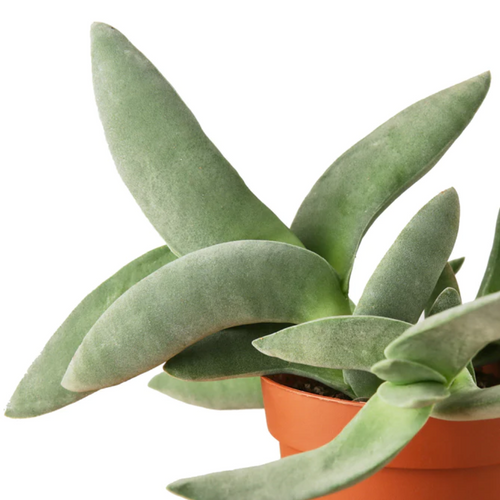 Propeller Plant | Plant Addicts