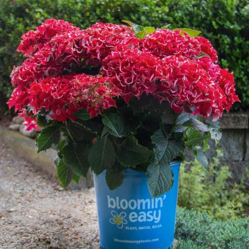 Frill Ride™ Hydrangea Plant Addicts