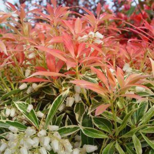 Flaming Silver Pieris | Plant Addicts