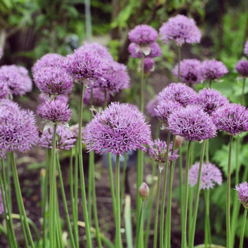 Pinball Wizard Allium | Plant Addicts
