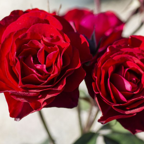 Europeana® Rose | Plant Addicts