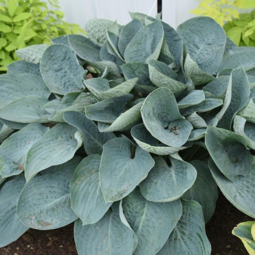 Shadowland® Above the Clouds Hosta | Plant Addicts