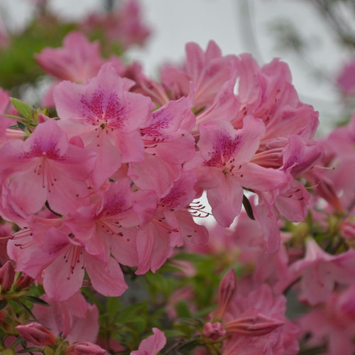 Chalet® Glowing Pink Azalea | Plant Addicts