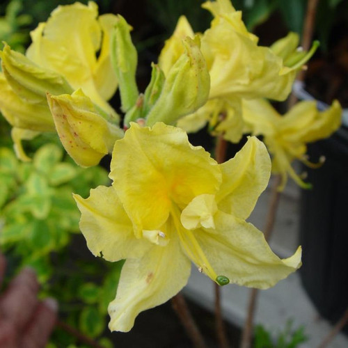 Lemon Lights Azalea | Plant Addicts
