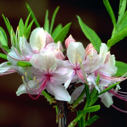 Pinxterbloom Azalea | Plant Addicts