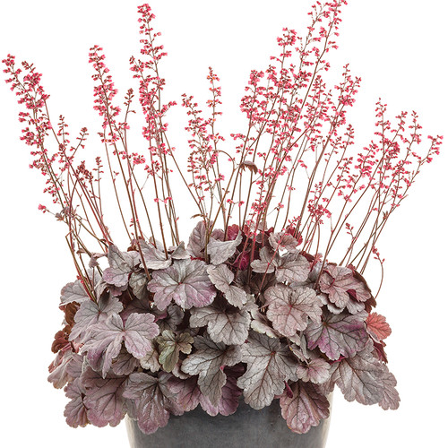 Dolce® Silver Gumdrop Coral Bells | Plant Addicts