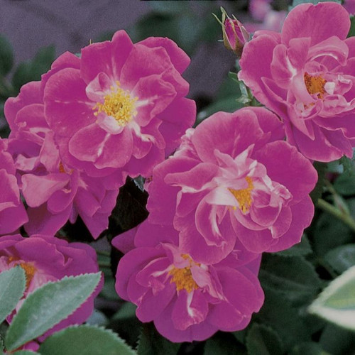 William Baffin Climbing Rose | Plant Addicts