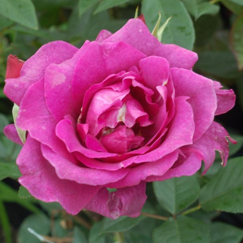 Intrigue Floribunda Rose | Plant Addicts