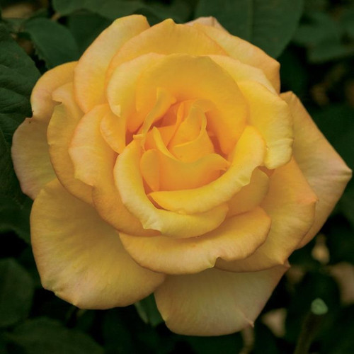 Gold Medal Rose | Plant Addicts