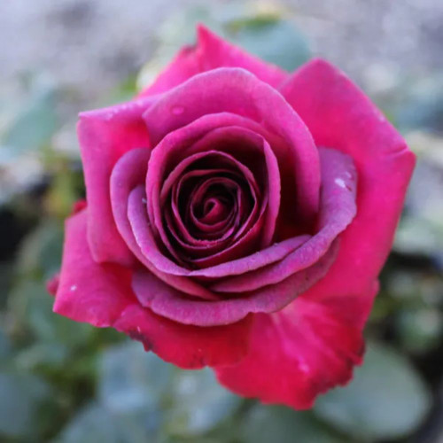 Brindabella Roses™ Purple Prince Rose | Plant Addicts