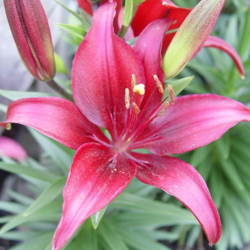 Tiny Ghost Lily | Plant Addicts