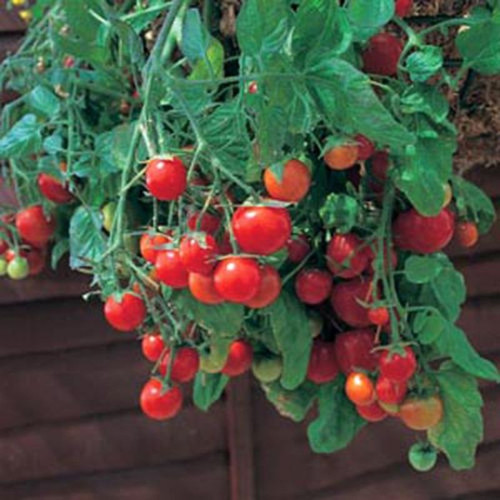Tumbling Tom Red Cherry Tomato Plant | Plant Addicts