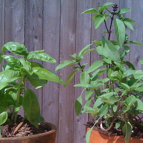 Sweet Thai Basil Plant | Plant Addicts