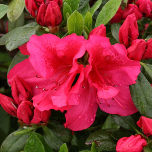 Red Demon Azalea | Plant Addicts