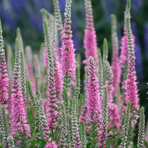 Perfectly Picasso Spike Speedwell | Plant Addicts