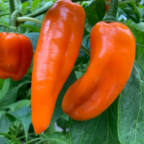 Pepper Pots™ Sugar Kick™ Sweet Pepper | Plant Addicts