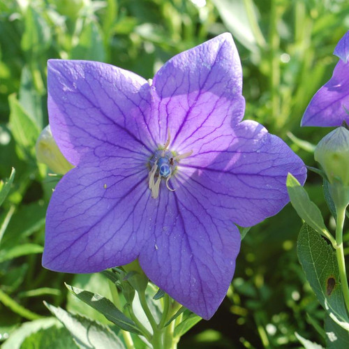 Astra Blue Dwarf Balloon Flower | Plant Addicts