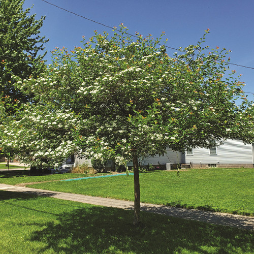 Crusader® Native Hawthorn | Plant Addicts