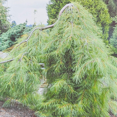 Angel Falls Weeping White Pine | Plant Addicts