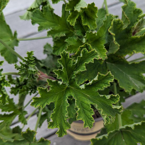 Sweet Mimosa Scented Geranium | Plant Addicts