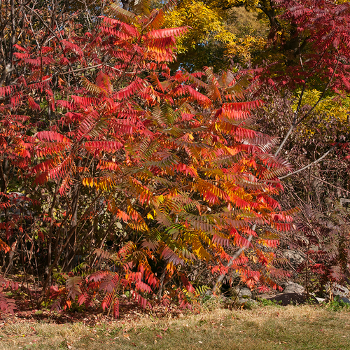 Smooth Sumac | Plant Addicts