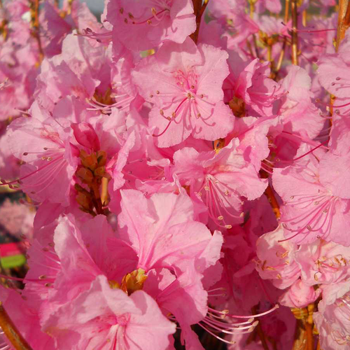 Cornell Pink Azalea | Plant Addicts