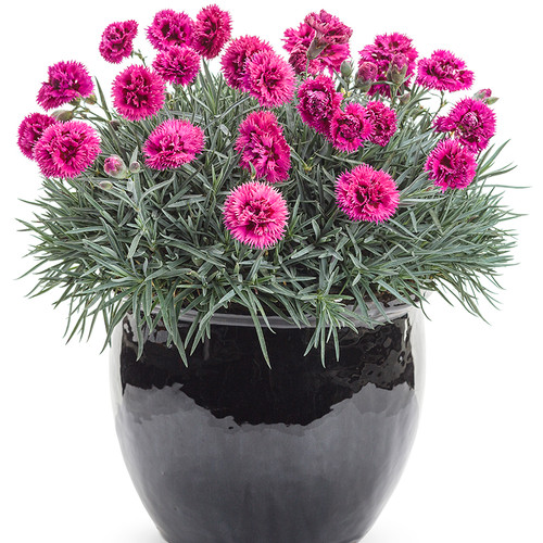 Fruit Punch® Spiked Punch Pinks Dianthus | Plant Addicts