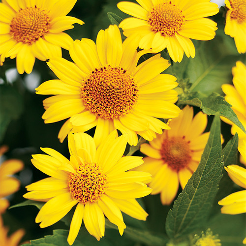 Tuscan Sun False Sunflower | Plant Addicts