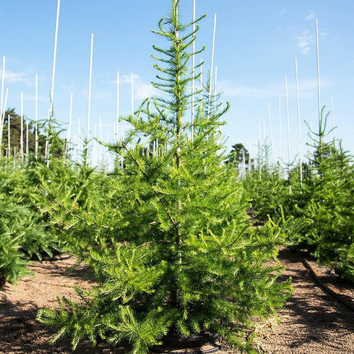 Tamarack Tree | Plant Addicts