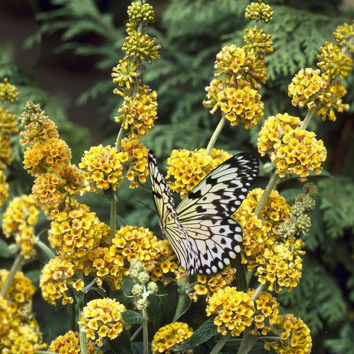 Honeycomb Butterfly Bush | Plant Addicts