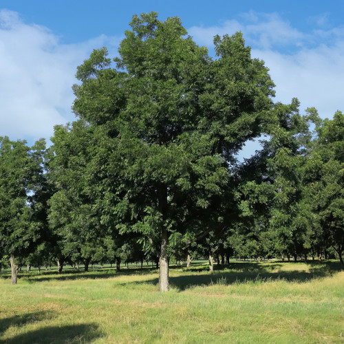 Native Pecan Tree | Plant Addicts