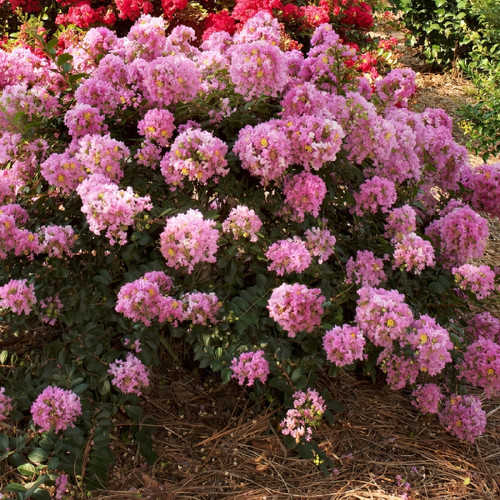 Pocomoke Dwarf Crepe Myrtle | Plant Addicts