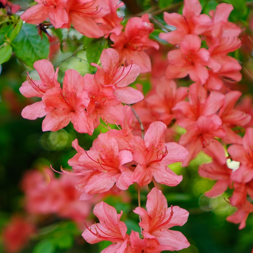 Flame Creeper Azalea | Plant Addicts