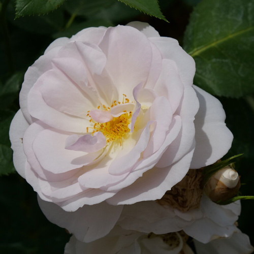 Flavorette™ Pear'd Rose | Plant Addicts