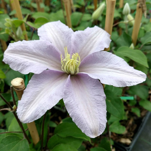 Silver Moon Clematis | Plant Addicts