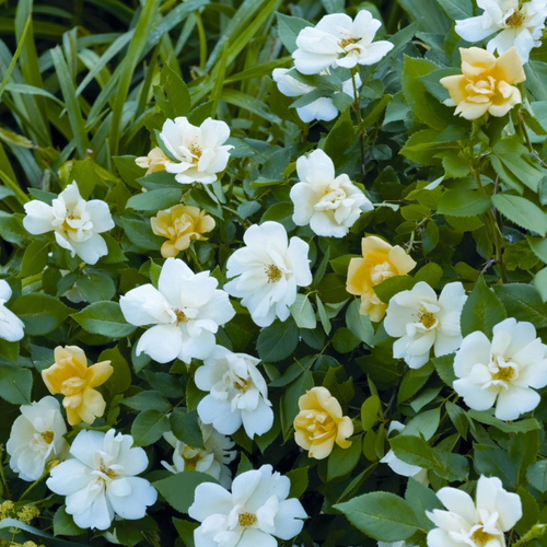 Knock Out® Sunny Rose Tree | Plant Addicts