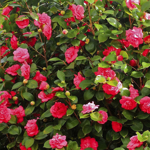 Red Twister Camellia | Plant Addicts