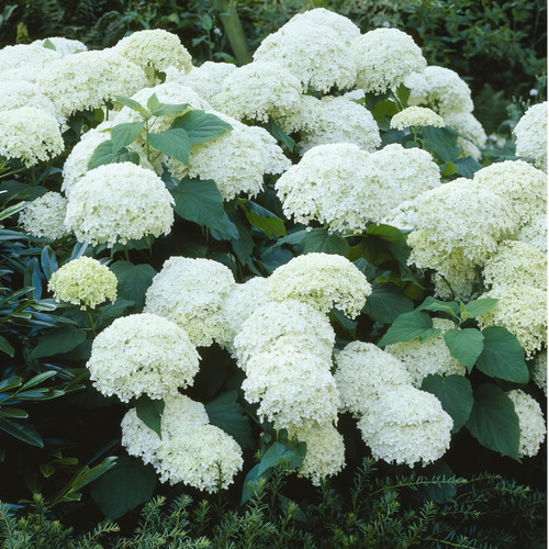 Snow Storm Hydrangea | Plant Addicts