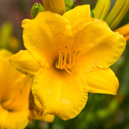 Evergreen Stella Daylily | PlantAddicts.com