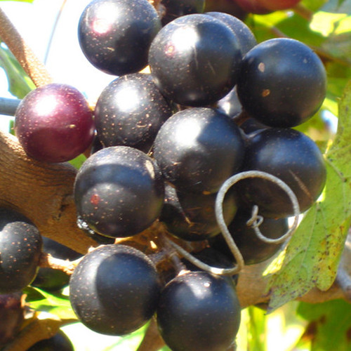Alachua Muscadine Grape Vine | Plant Addicts