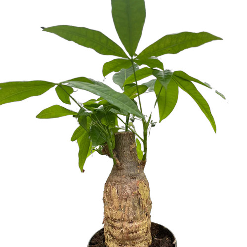 Guiana Chestnut Money Tree | Plant Addicts