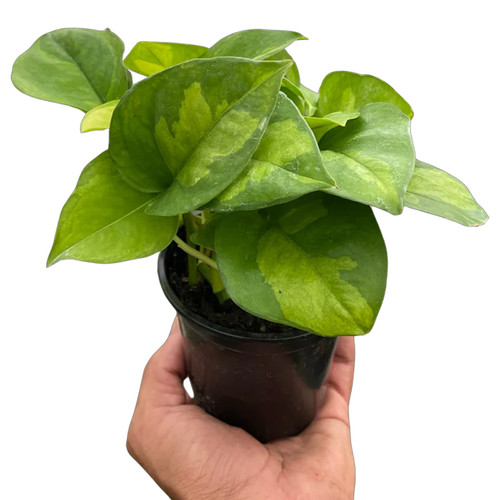 Global Green Pothos | Plant Addicts