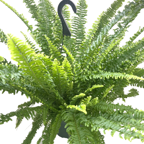 Ariane Fern | Plant Addicts