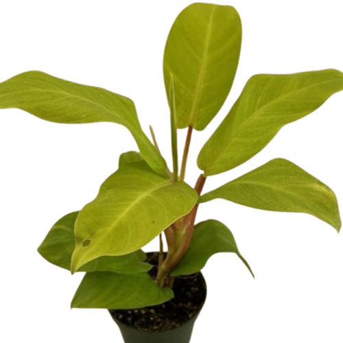 Golden Goddess Philodendron | Plant Addicts