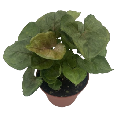 Mango Allusion Arrowhead Vine | Plant Addicts