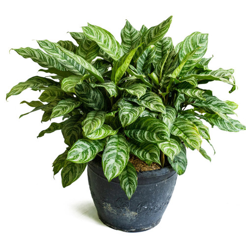 Maria Chinese Evergreen | Plant Addicts